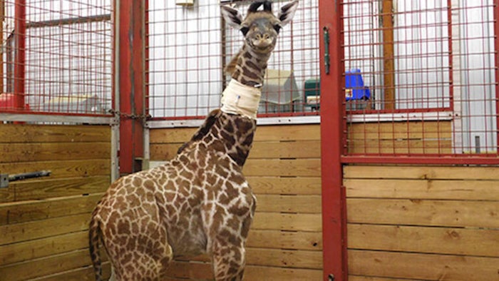 Giraffe calf being treated for medical issues returns to Franklin Park Zoo