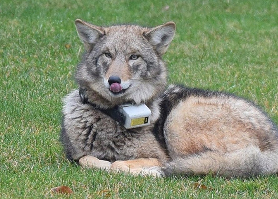Roaming Rhode Island coyote may end up in Massachusetts zoo