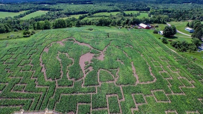 New England has the best apple orchard and corn maze in America
