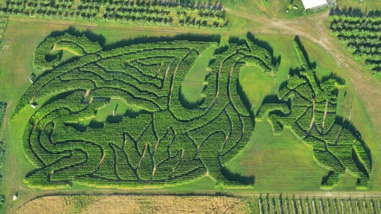 New England has the best apple orchard and corn maze in America