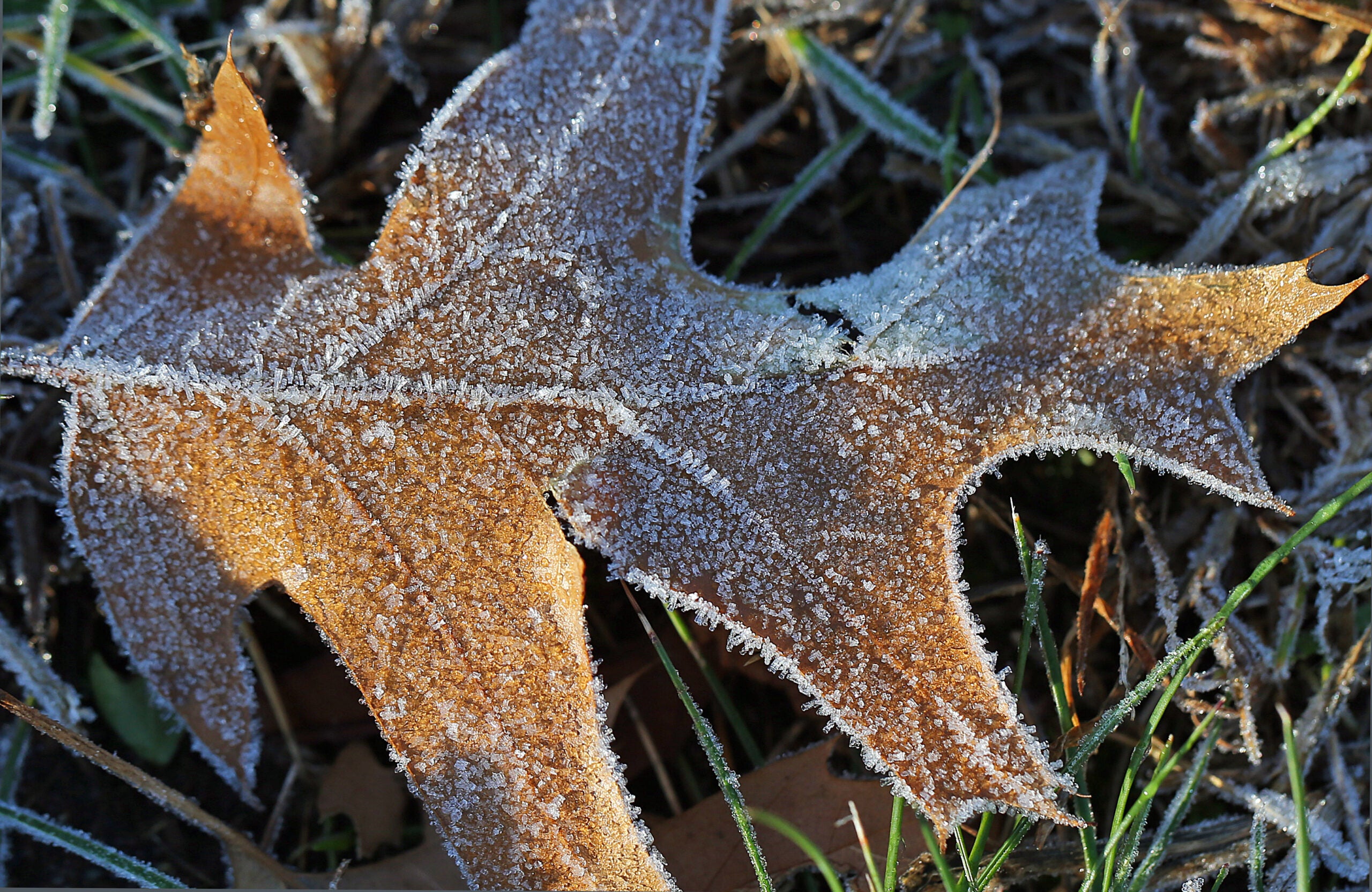 What To Know About This Weekends Frost And Freeze Advisories
