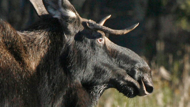 52 hunters succeeded in annual moose hunt
