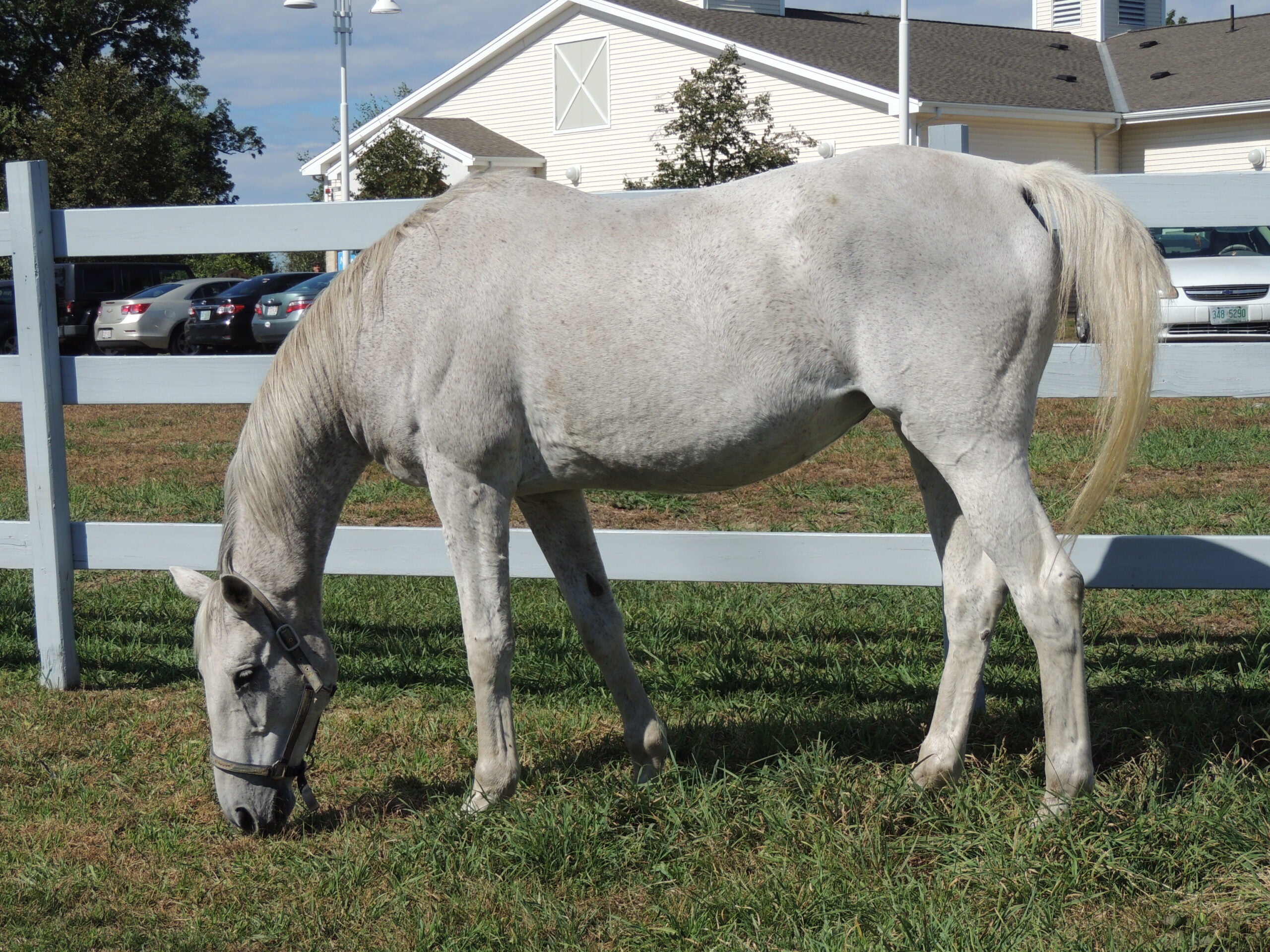 MSPCA waiving adoption fee for companion horses