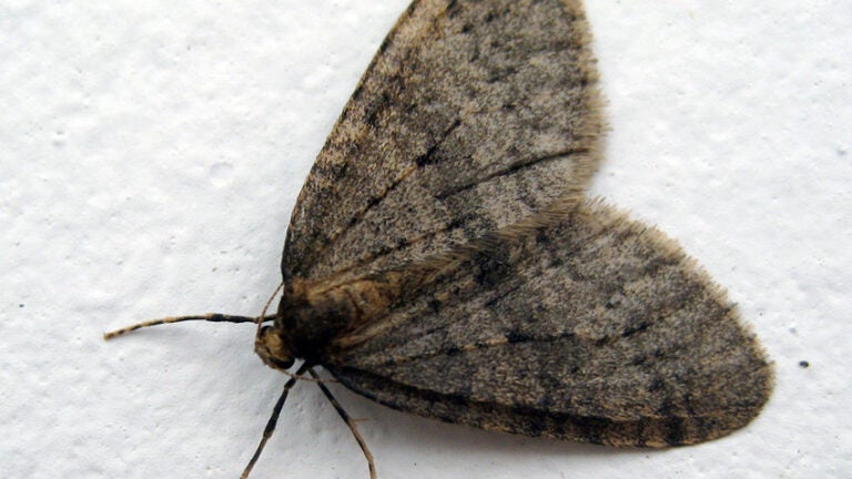 Invasive winter moths making late November appearance
