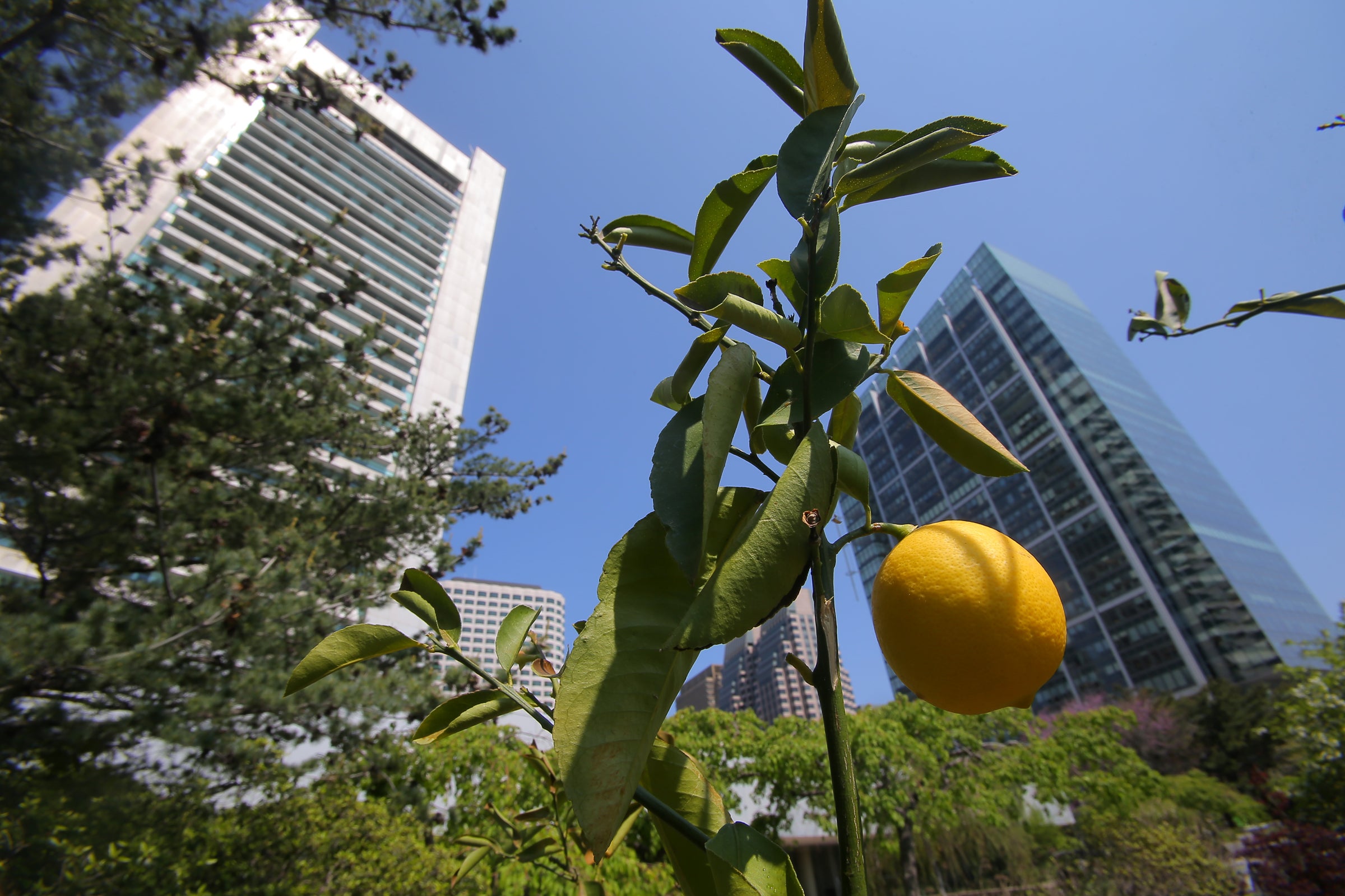 Tips for creating a great rooftop garden - Ask the Expert, Gardening ...