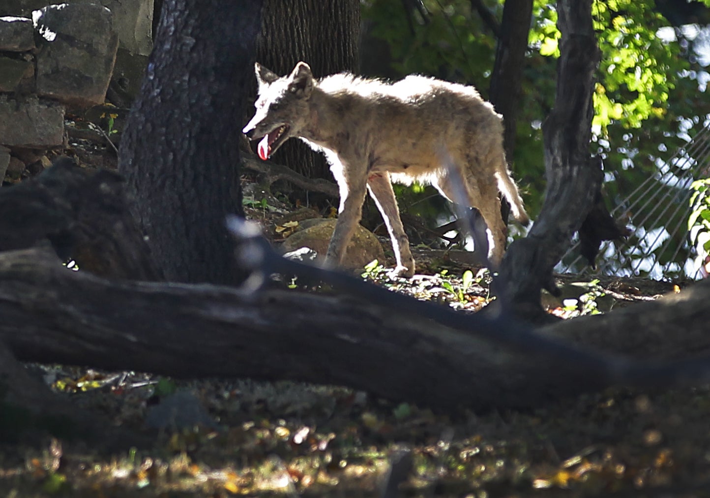 Aggressive coyotes make a return to Rhode Island
