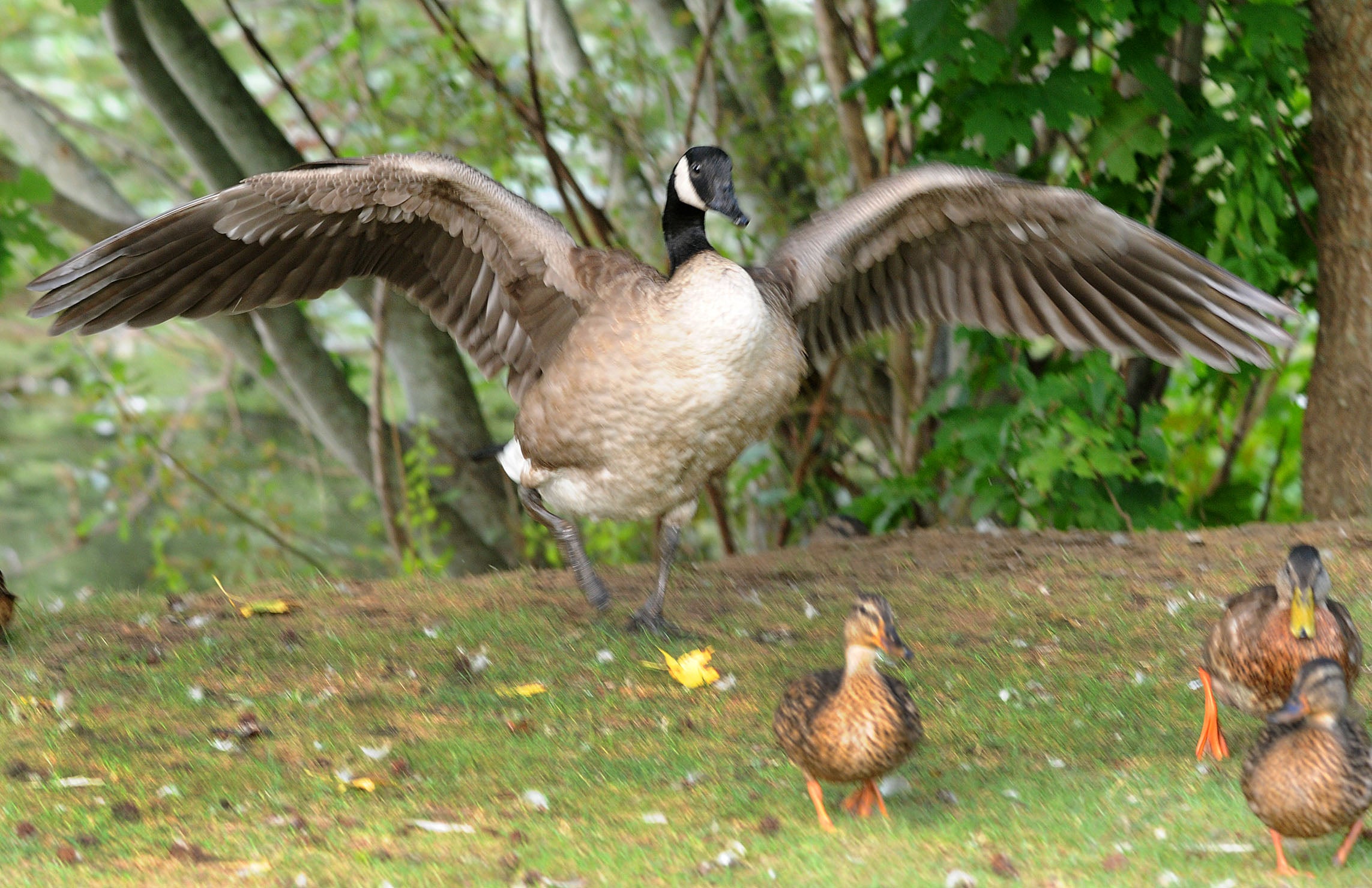 Mass. woman sues theme park after allegedly falling on goose poop