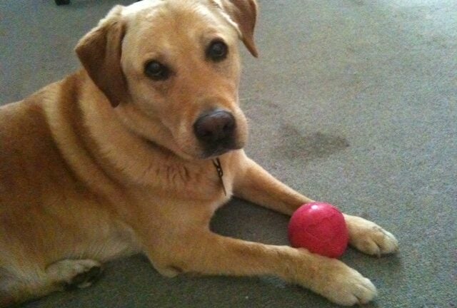 20 Massachusetts dogs with popular names