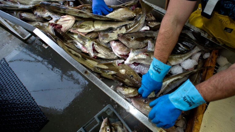 Cod fishing catches plummet in waters off New England