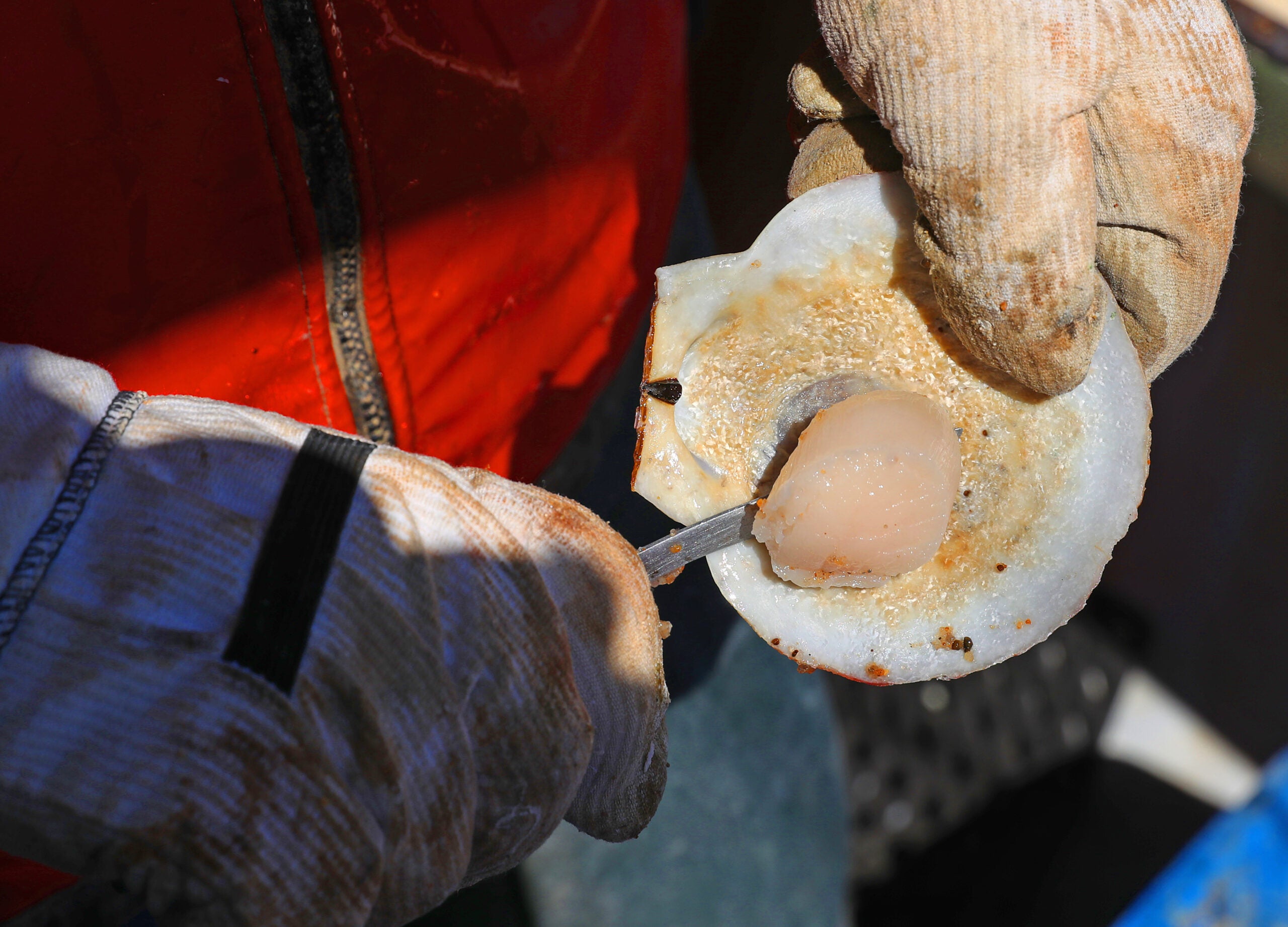 Scallop fishing in the Gulf of Maine: A David-Goliath story