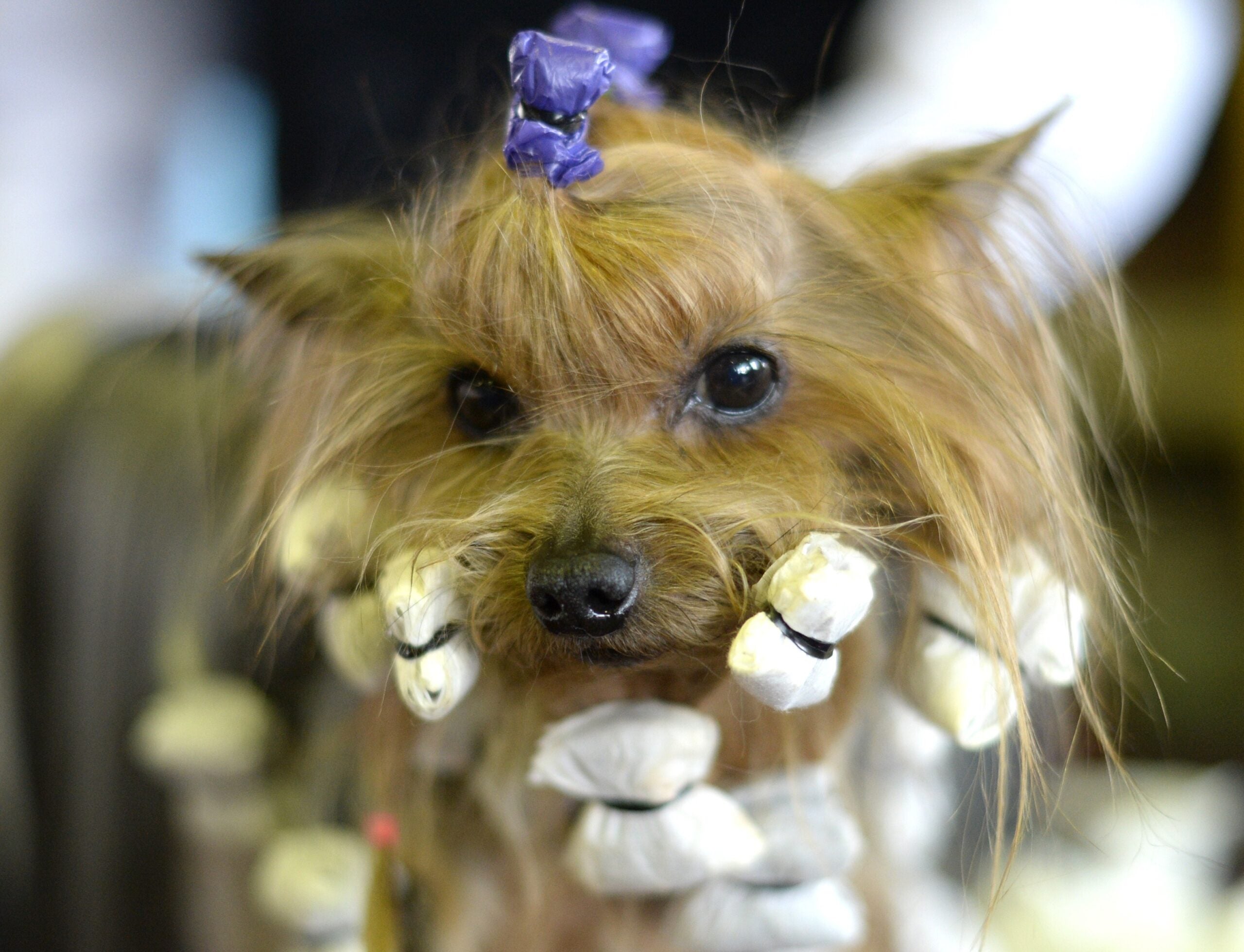 Primping for prime time at the Westminster dog show