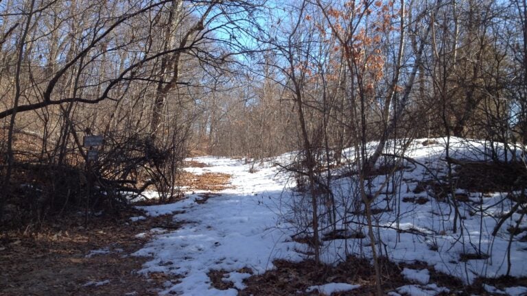 Winchester police warn residents about mountain lion sightings; state ...