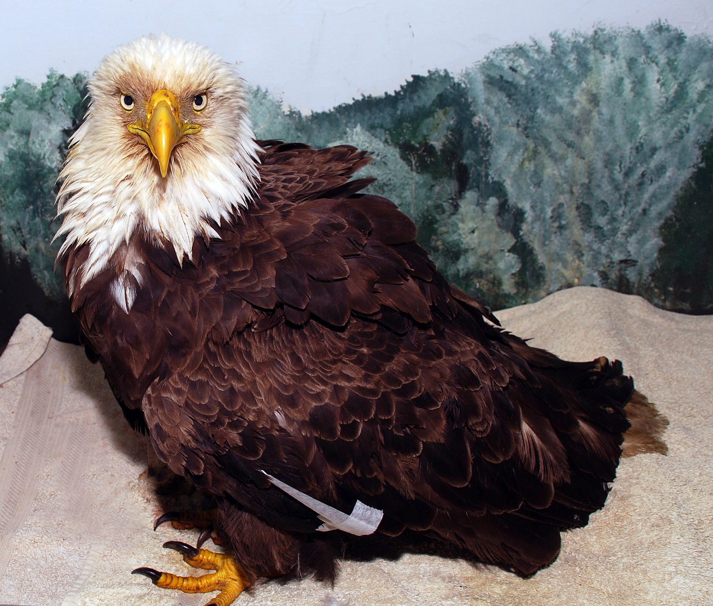 Eagle dubbed the 'old man' appears to be a female