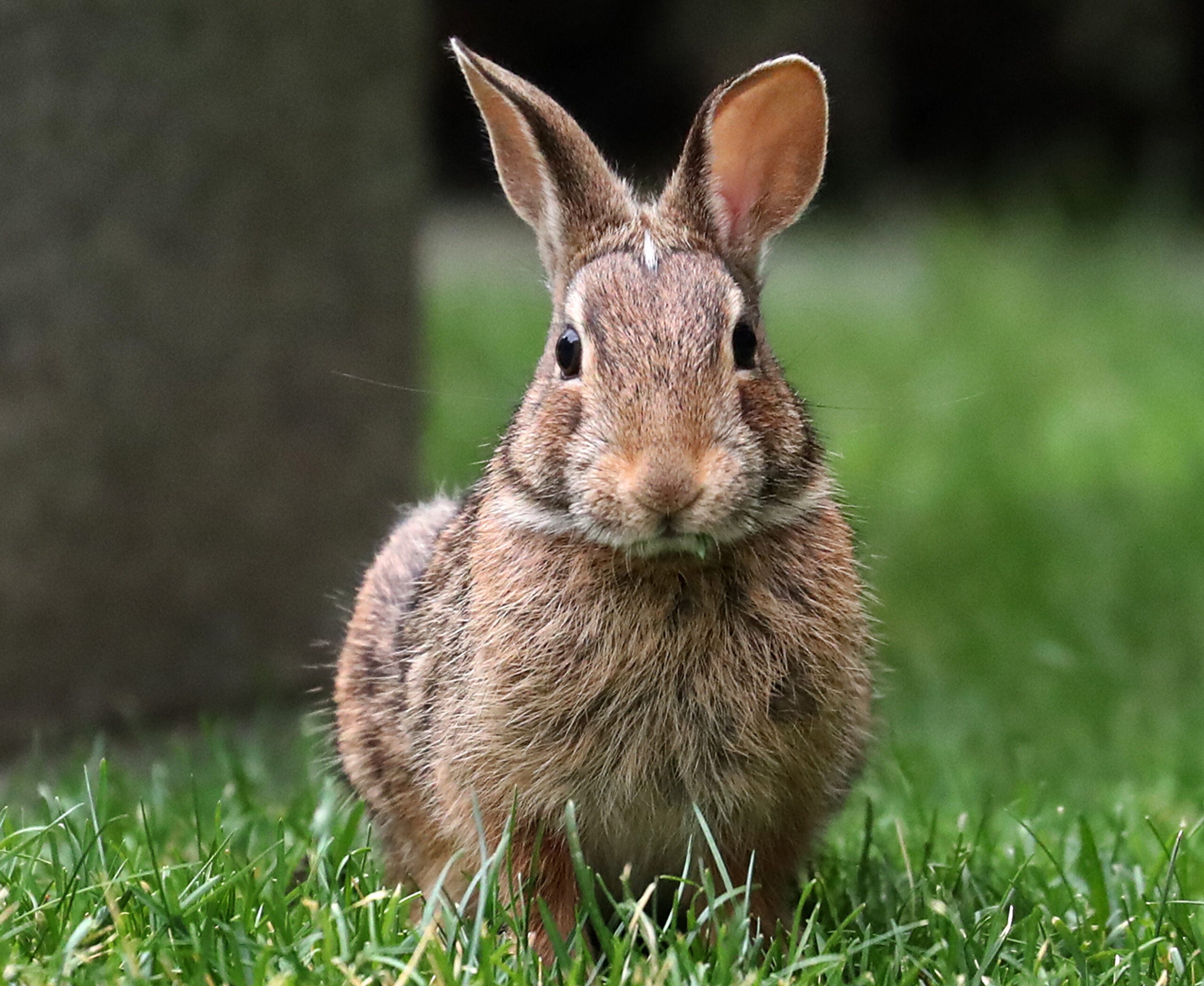 New project in New Hampshire asks for help in spotting rabbits