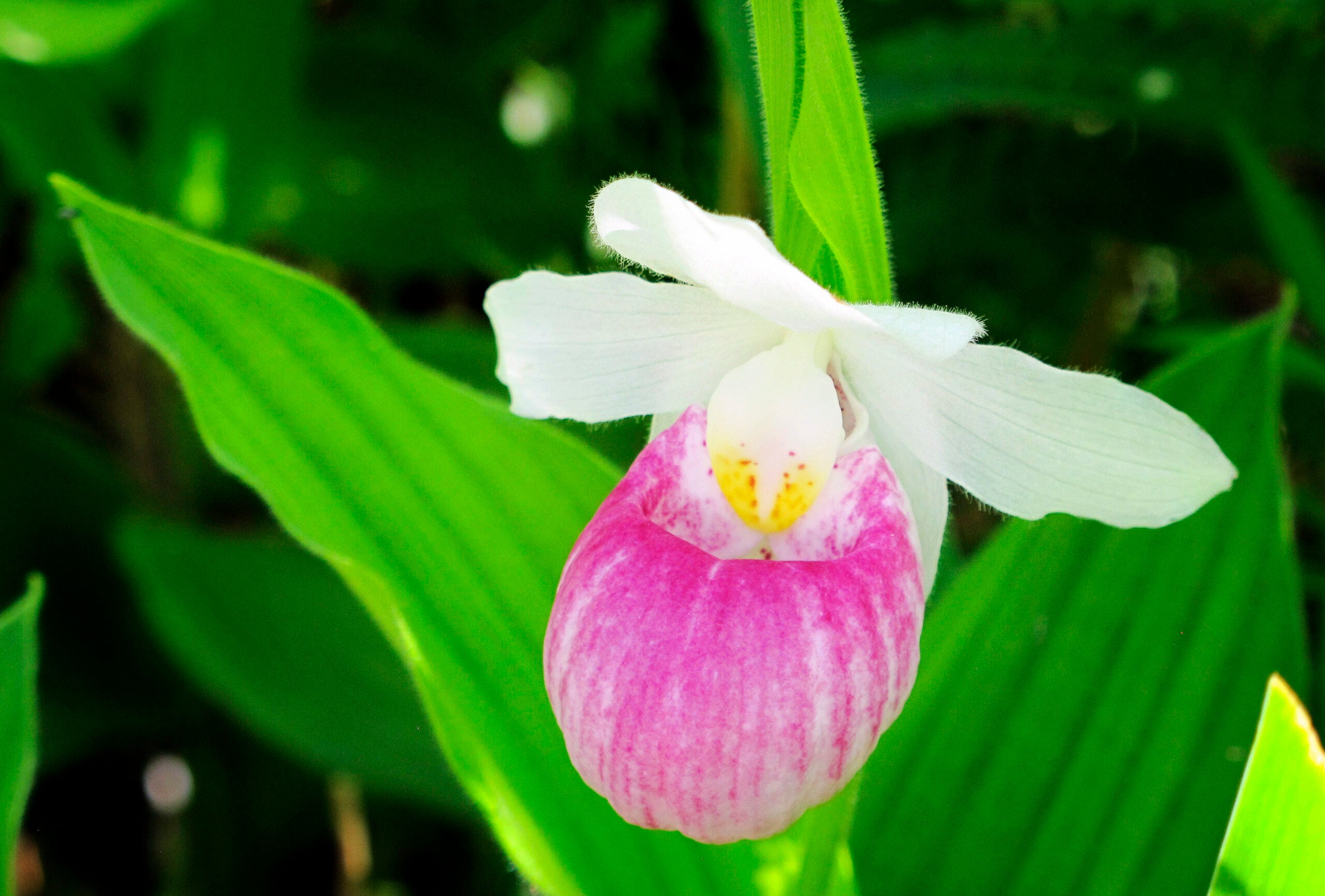 Wild Lady Slipper Flower