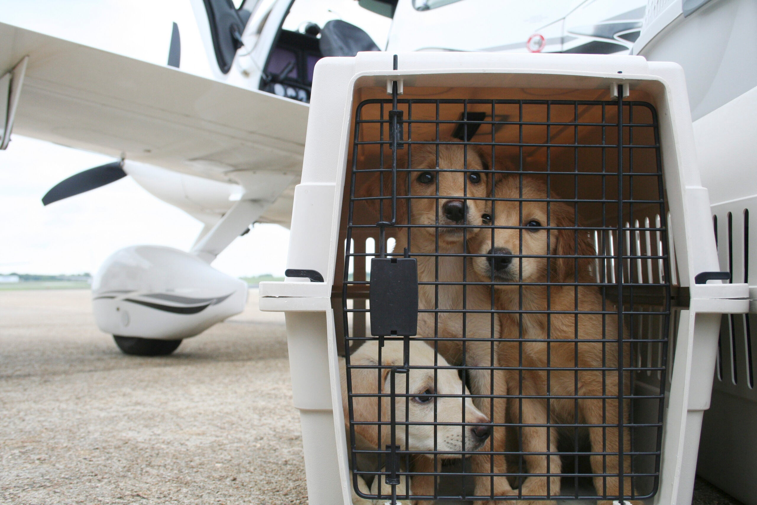 How To Make Plane Trips Easier On Pets And Owners Too how-to-make-plane-trips-easier-on-pets-and-owners-too