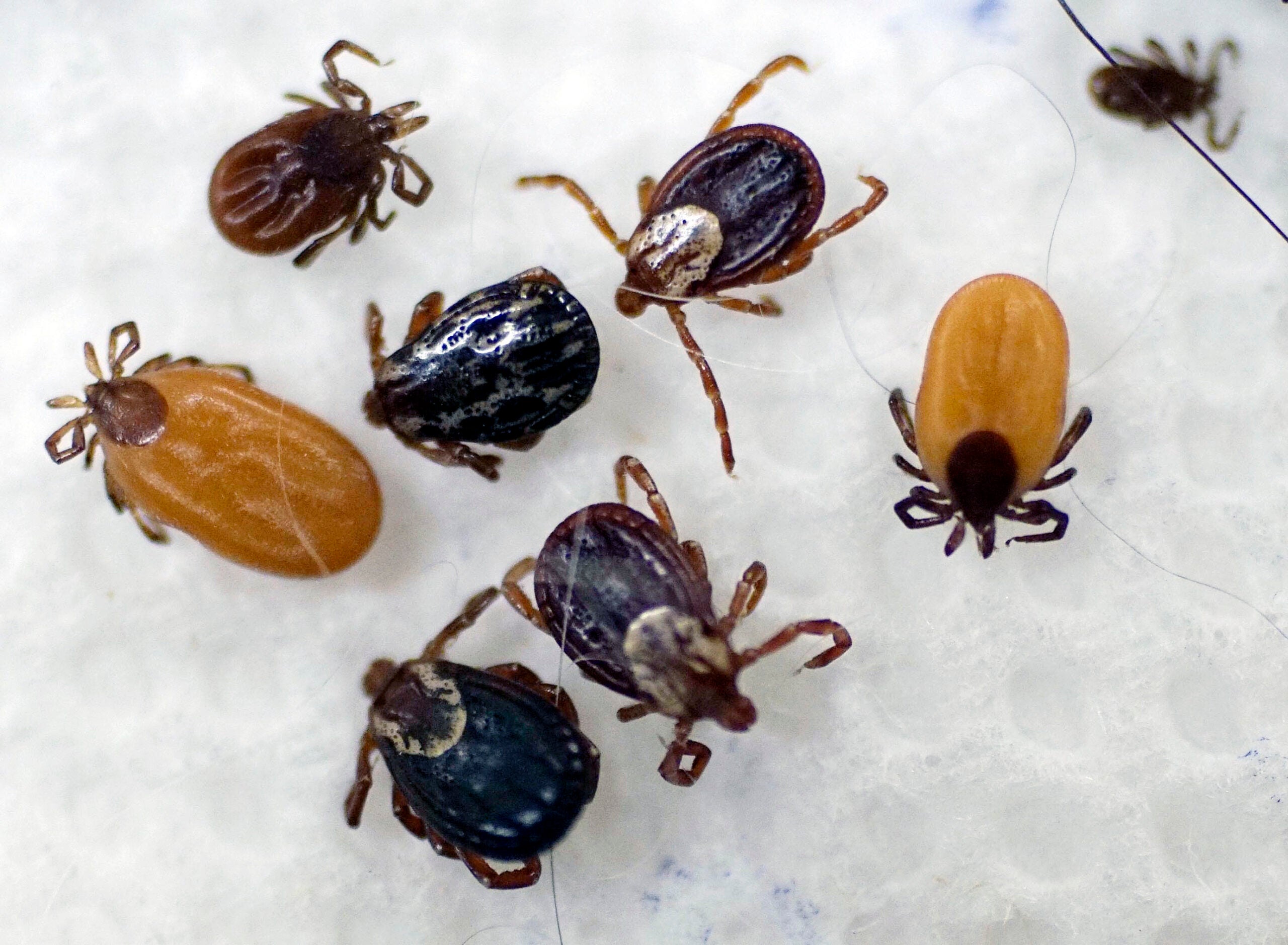 Numbers Of Ticks Are High Across New England