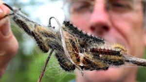 Everything you need to know about gypsy moths