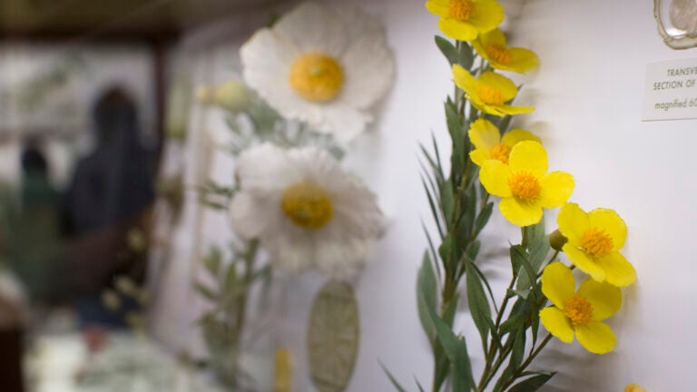 Video: Gawk at the Harvard Museum's gleaming glass flowers