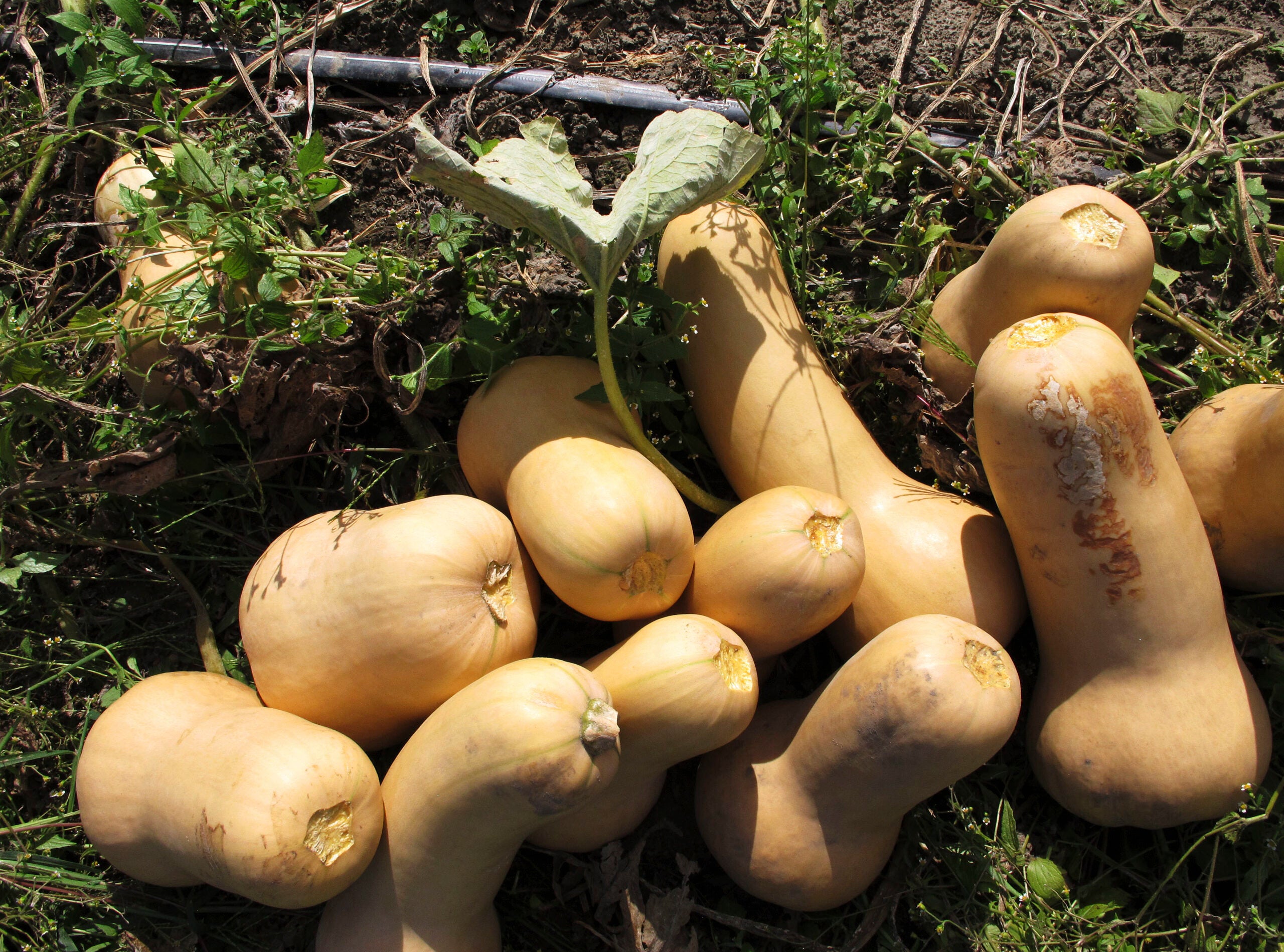 UNH brews 'George Squashington' butternut squash beer