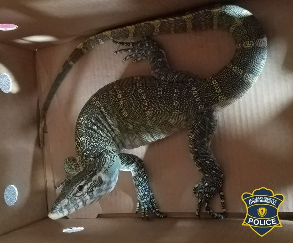 Environmental police recover lizard in illegal sale at mall