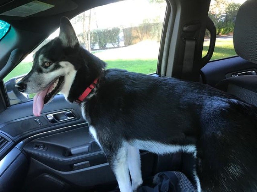 Watch: A lost husky is rescued after running into Airport Station