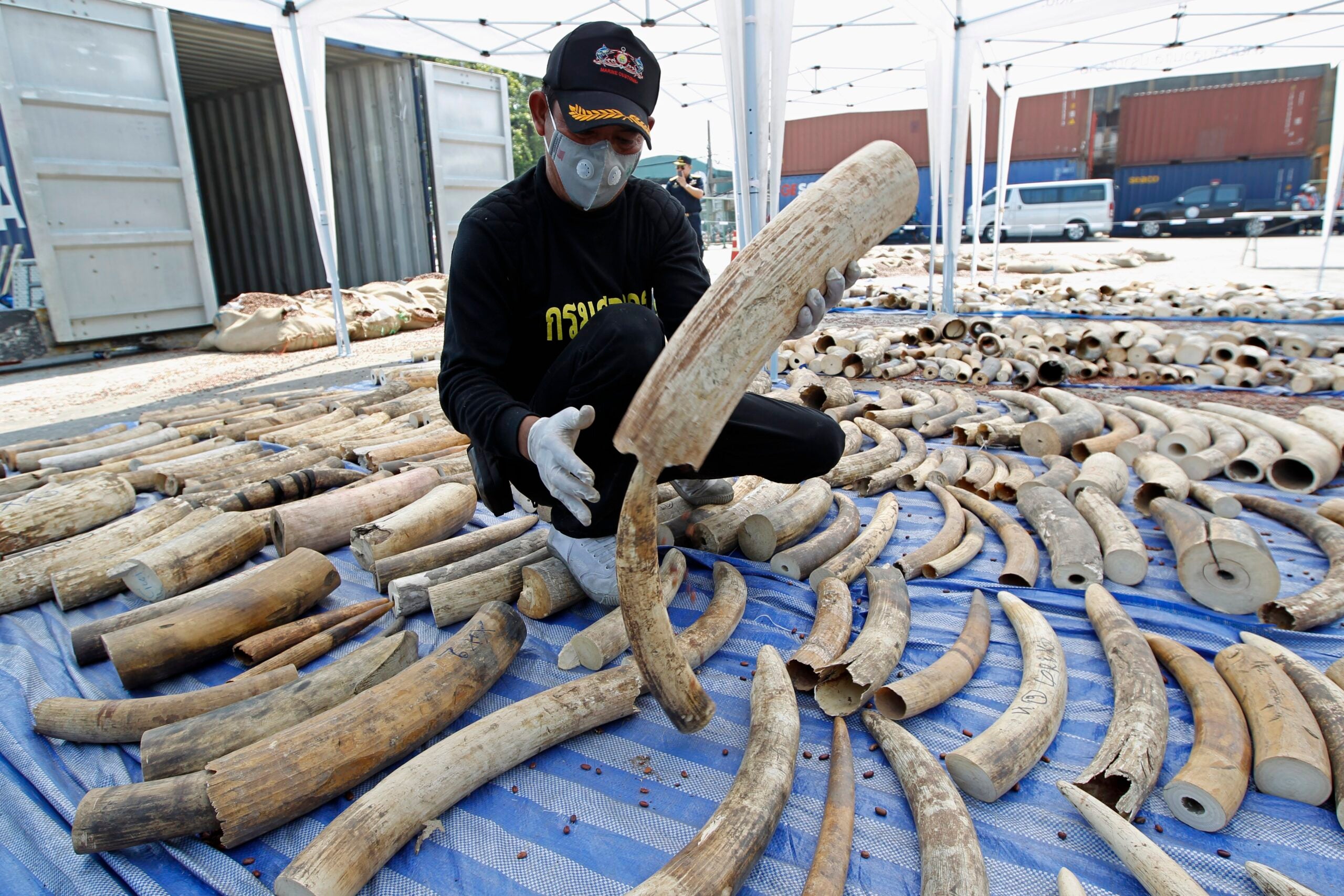 Wildlife advocates in Massachusetts push crackdown on ivory, rhino horn ...