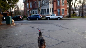 A brief history of Brookline's war against turkeys