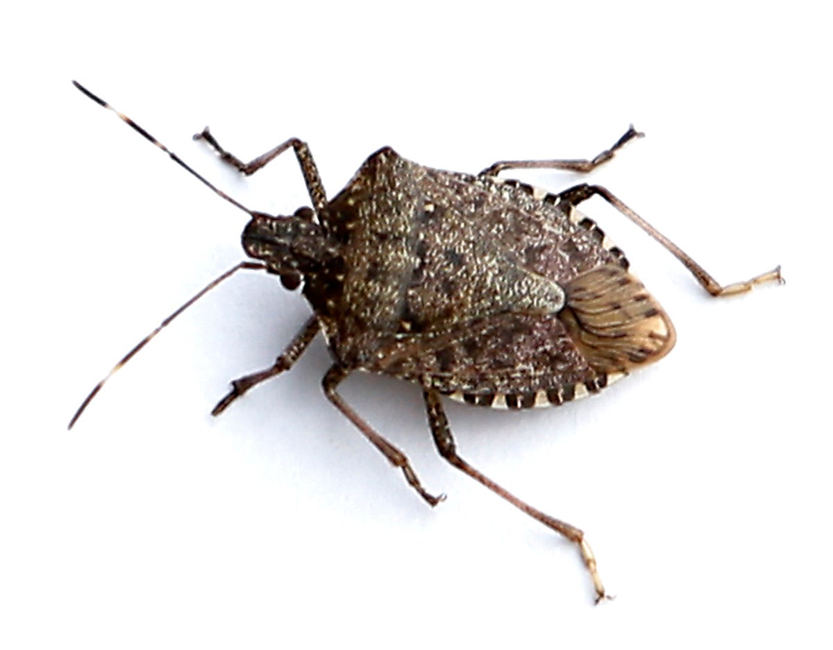 Maine wants citizens to join the stink bug patrol