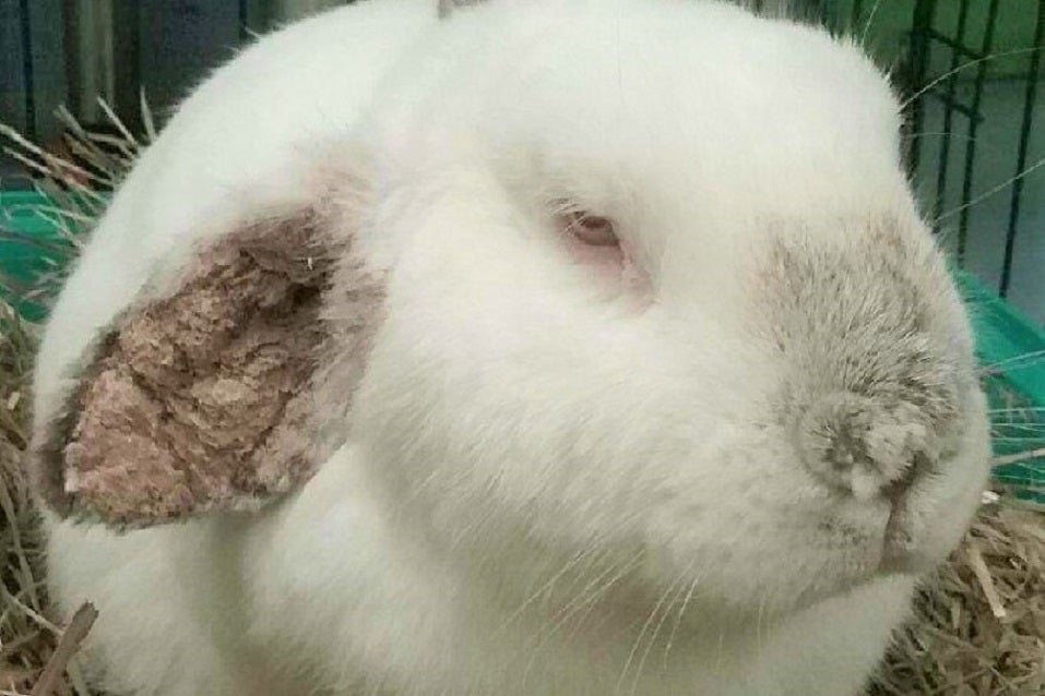 Rabbit in recovery after it was rescued by a good Samaritan