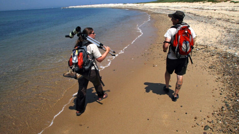 Massachusetts island may be used to help boost rabbit population