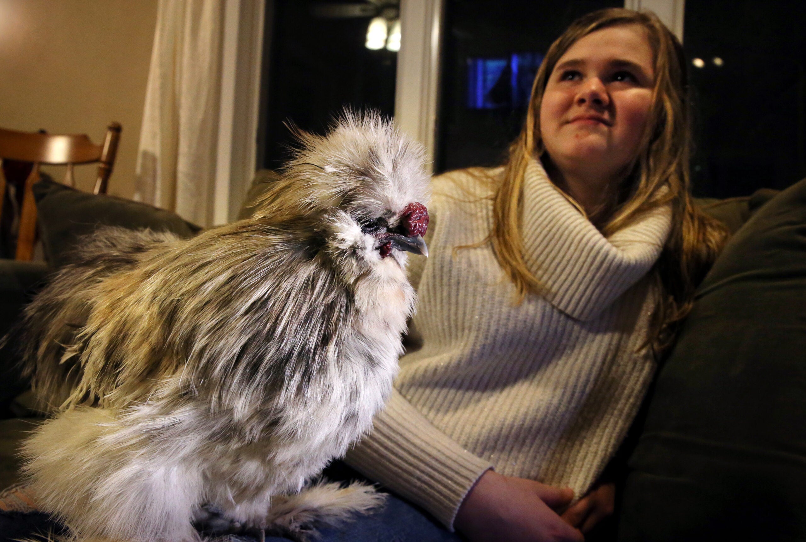 In Plymouth, ‘emotional support rooster’ has people crowing