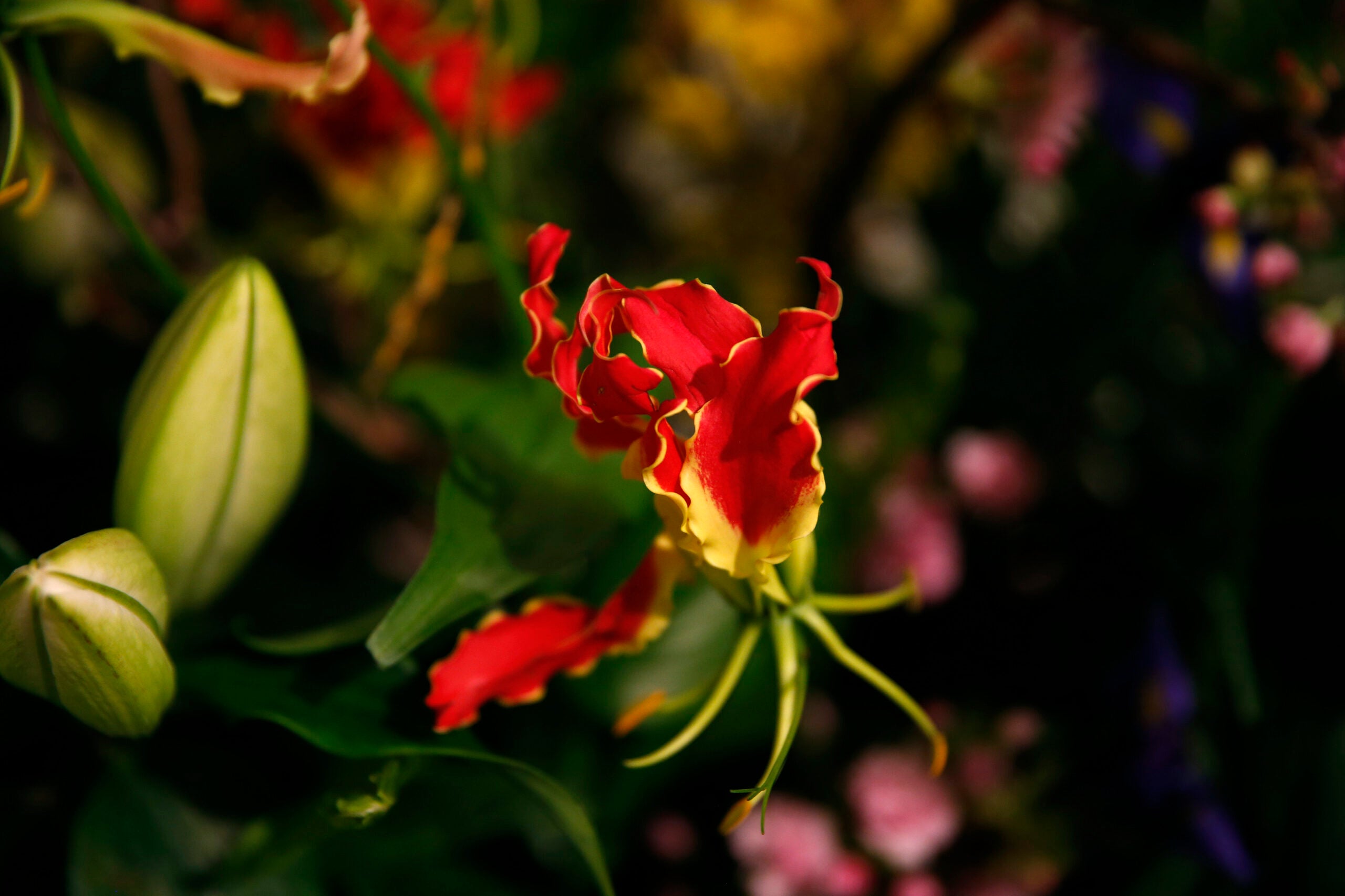 Scenes from the Boston Flower & Garden Show