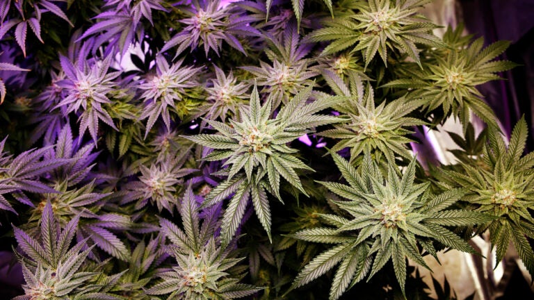 A gas station with a medical marijuana convenience store just opened in ...