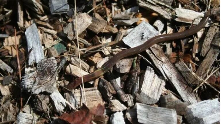 Crazy snake worms invade New England gardens