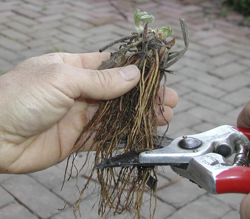 Follow this advice to grow strawberries quickly, easily