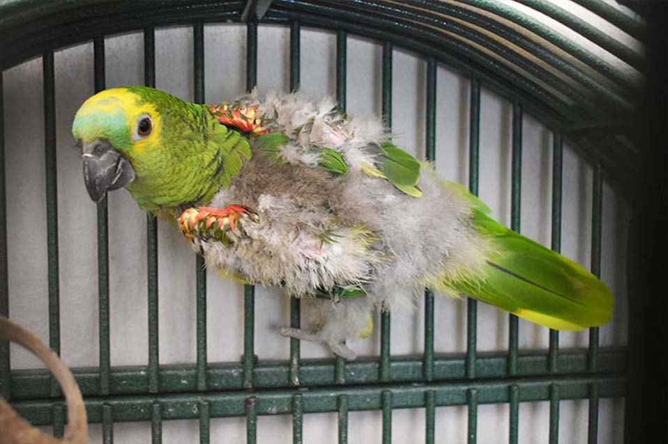 Parrot found abandoned in trash bag expected to make full recovery