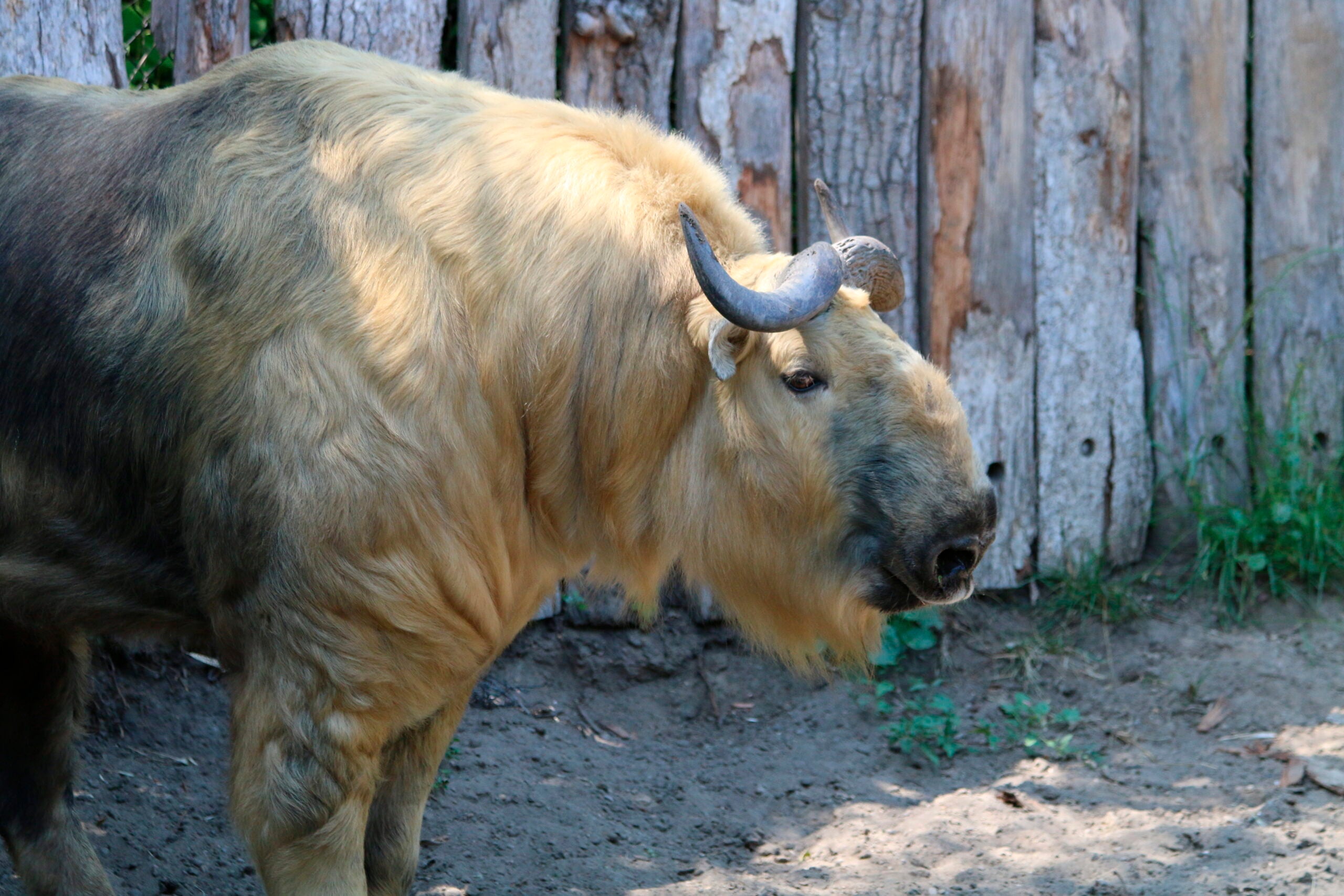 800-pound animal escapes from Rhode Island zoo enclosure; 2 injured