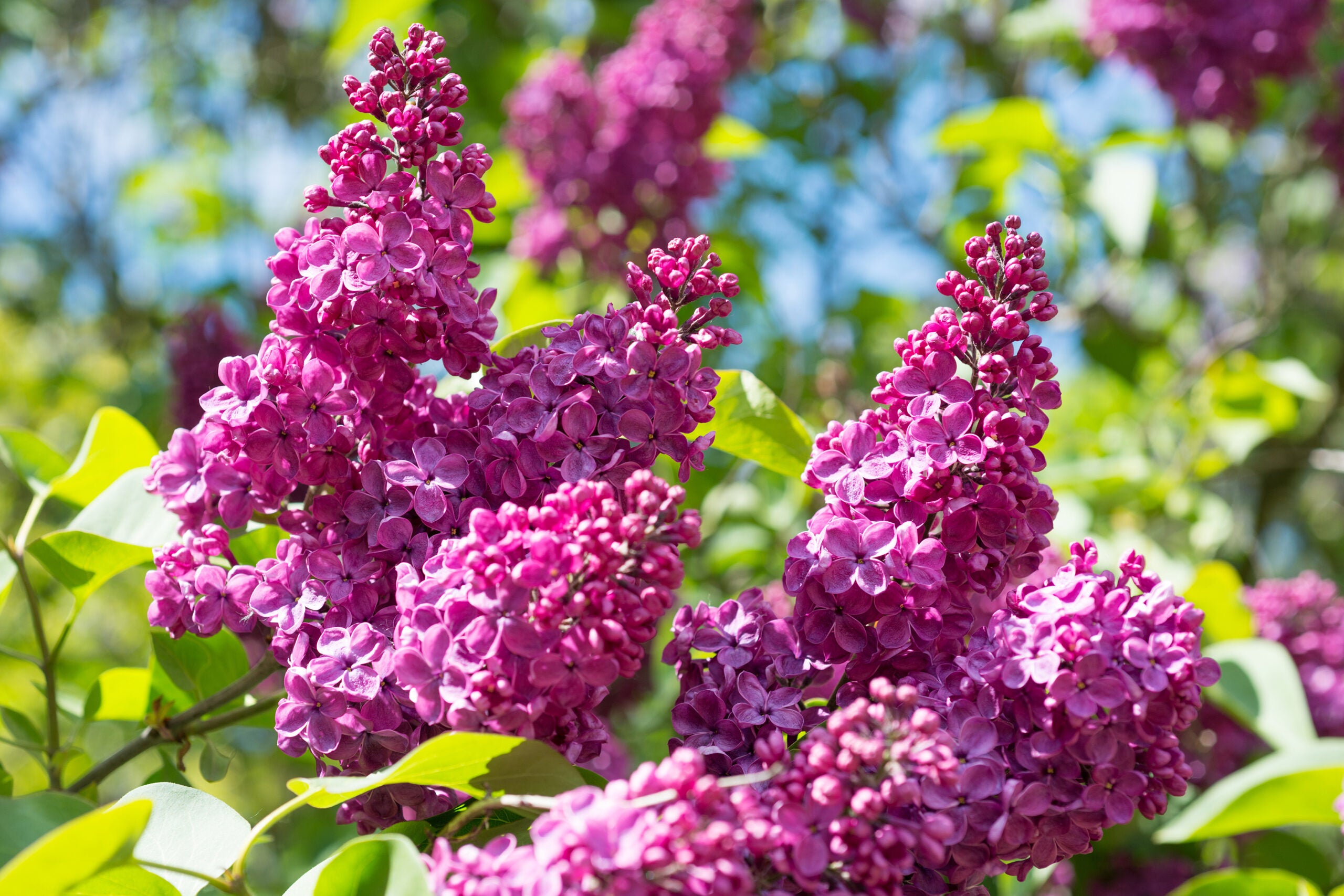 Tips on creating an educational garden for children