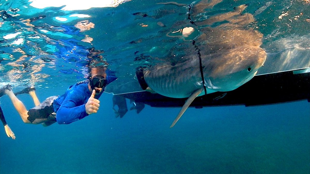 Gronk teases ‘Shark Week’ appearance, does a mean underwater Darth ...