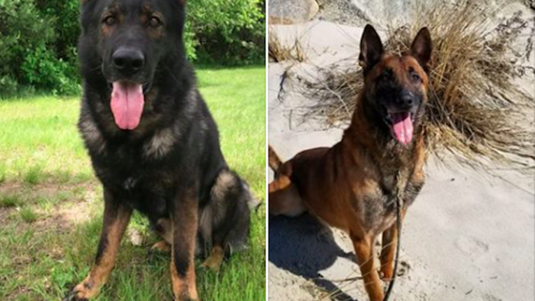 These 2 Mass. State Police dogs are retiring — and are in need of ...