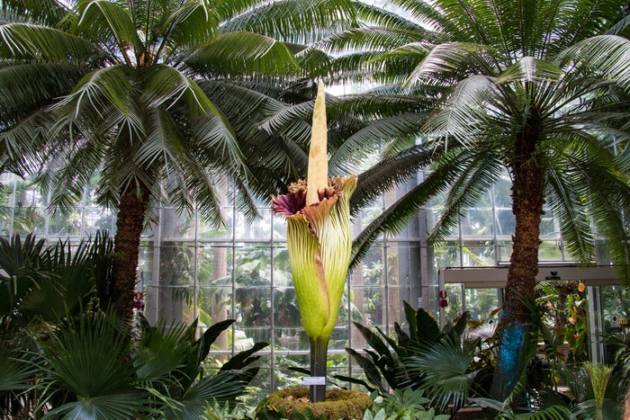 Flower that smells like death will soon bloom at Dartmouth College