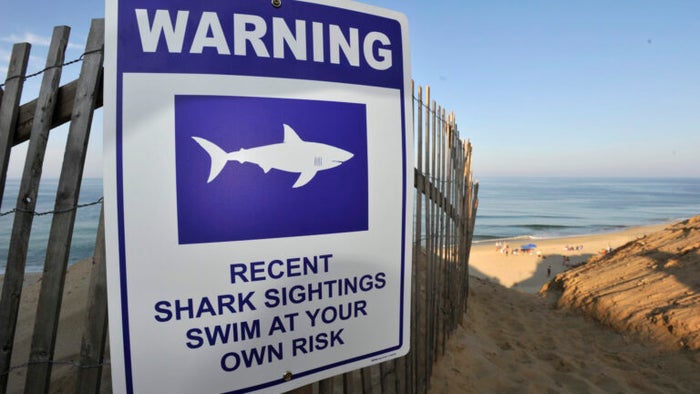 A man was bitten by a shark off Cape Cod. Here’s what we know.