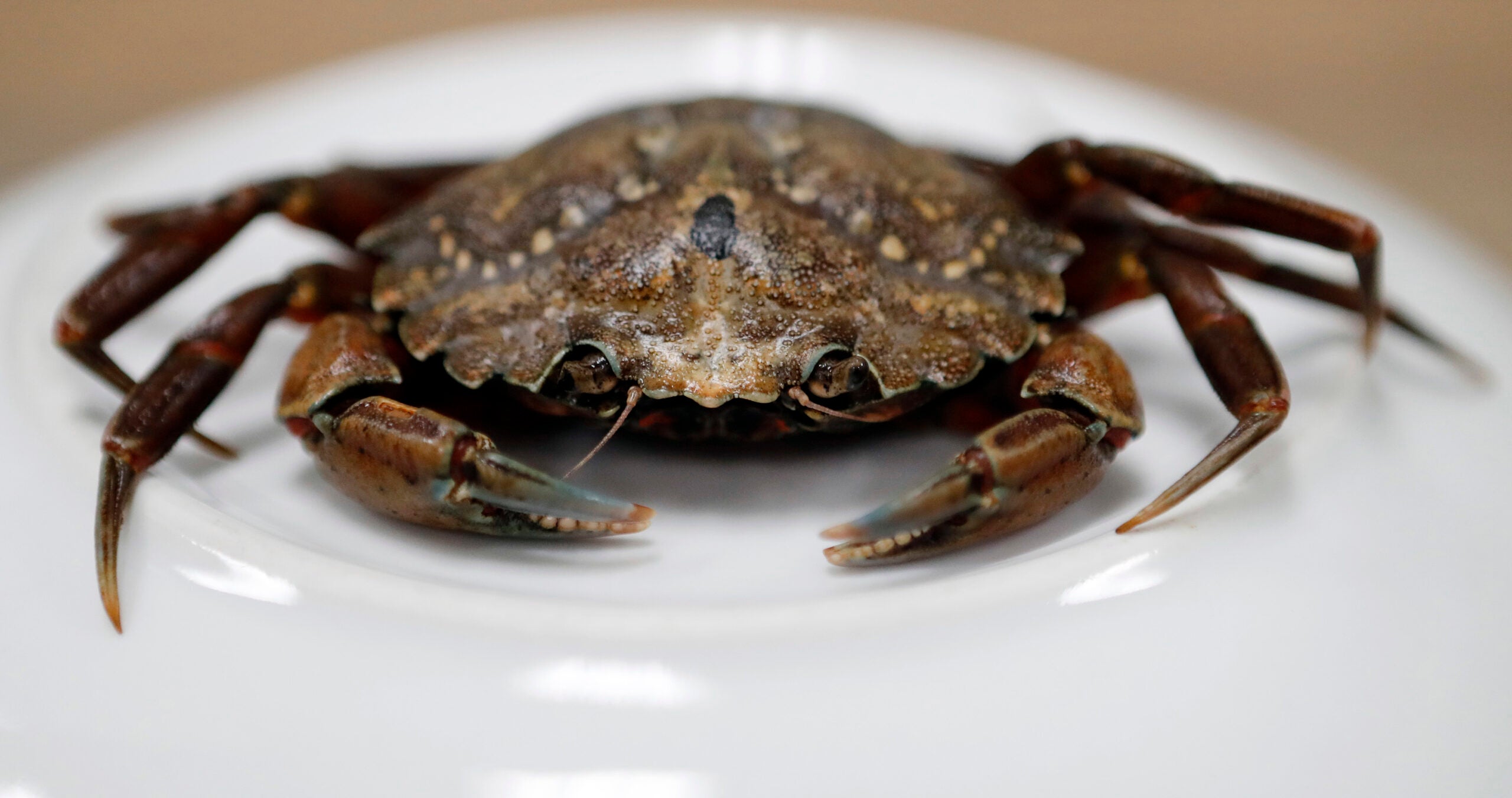 Angry Canadian crabs are threatening Maine's coastal ecosystem