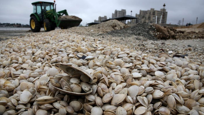 Photos: Hundreds of thousands of Atlantic surf clams have washed up on ...