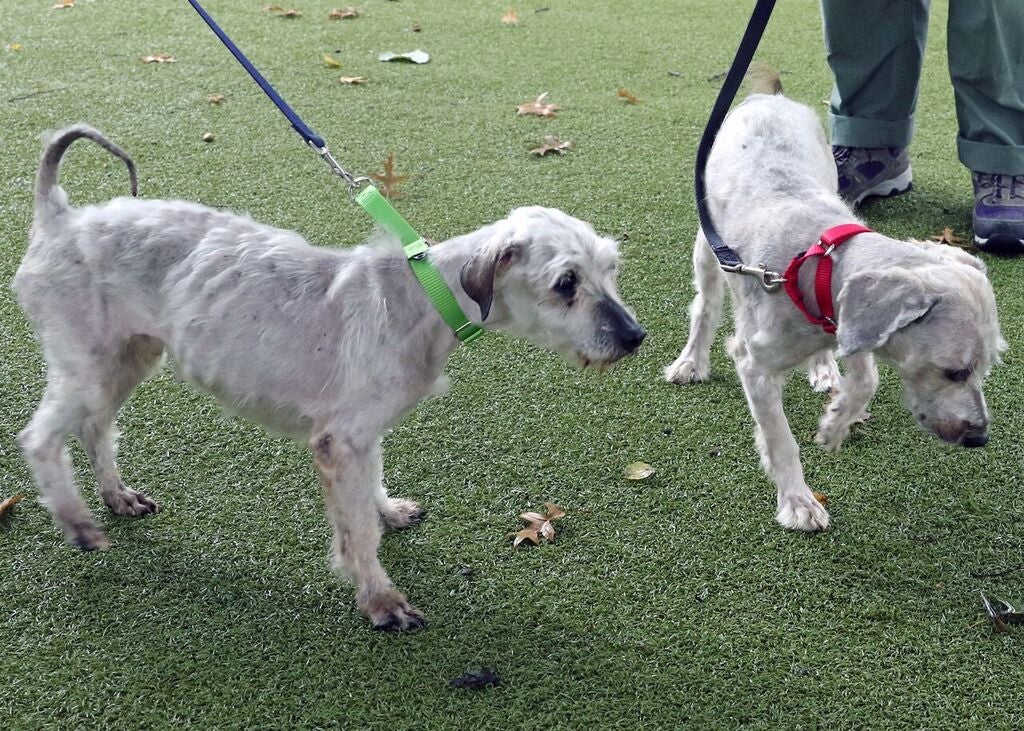 2 dogs were found abandoned over 20 miles apart within days of one ...