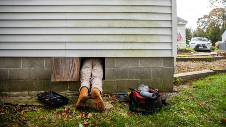 Rats suddenly surge in Boston suburbs