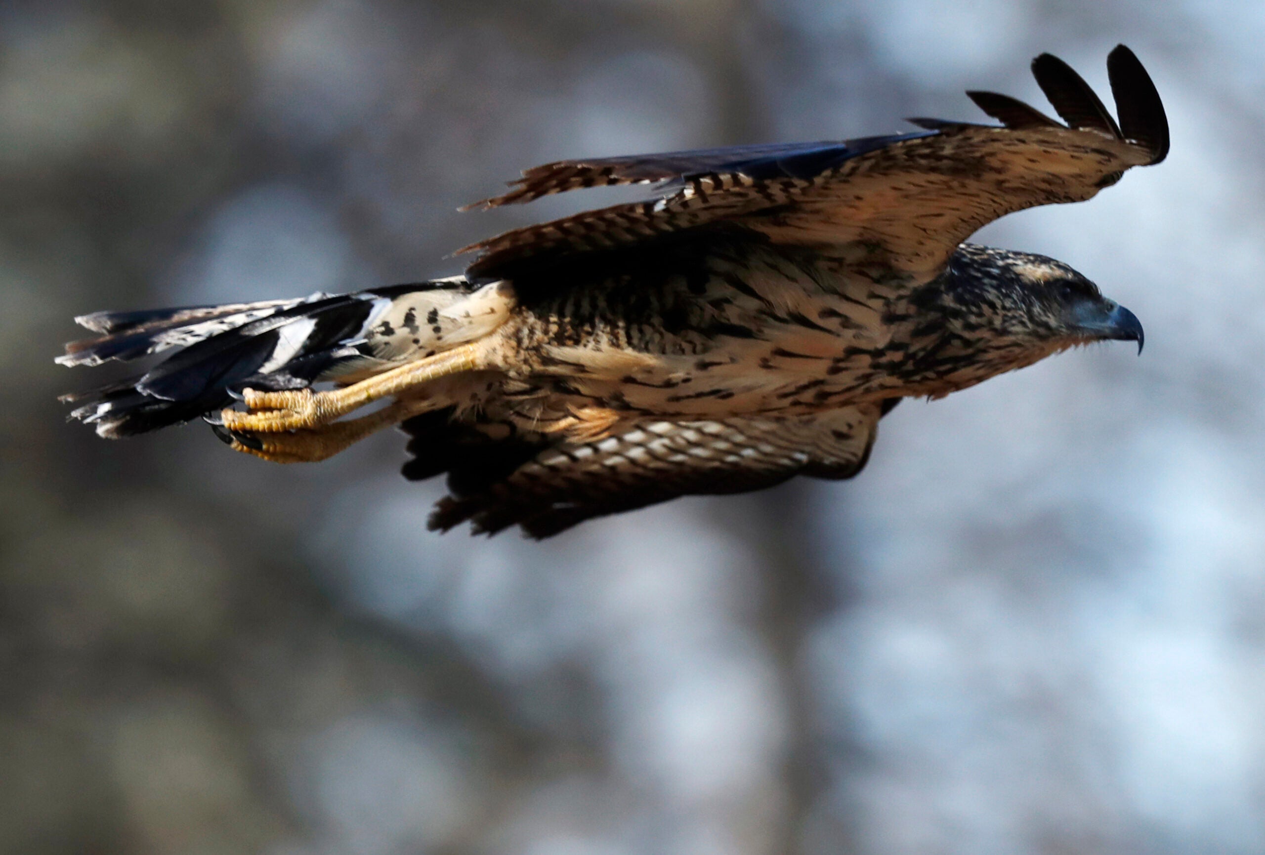 'This is one for the record books': 8 photos of a hawk that has birders ...