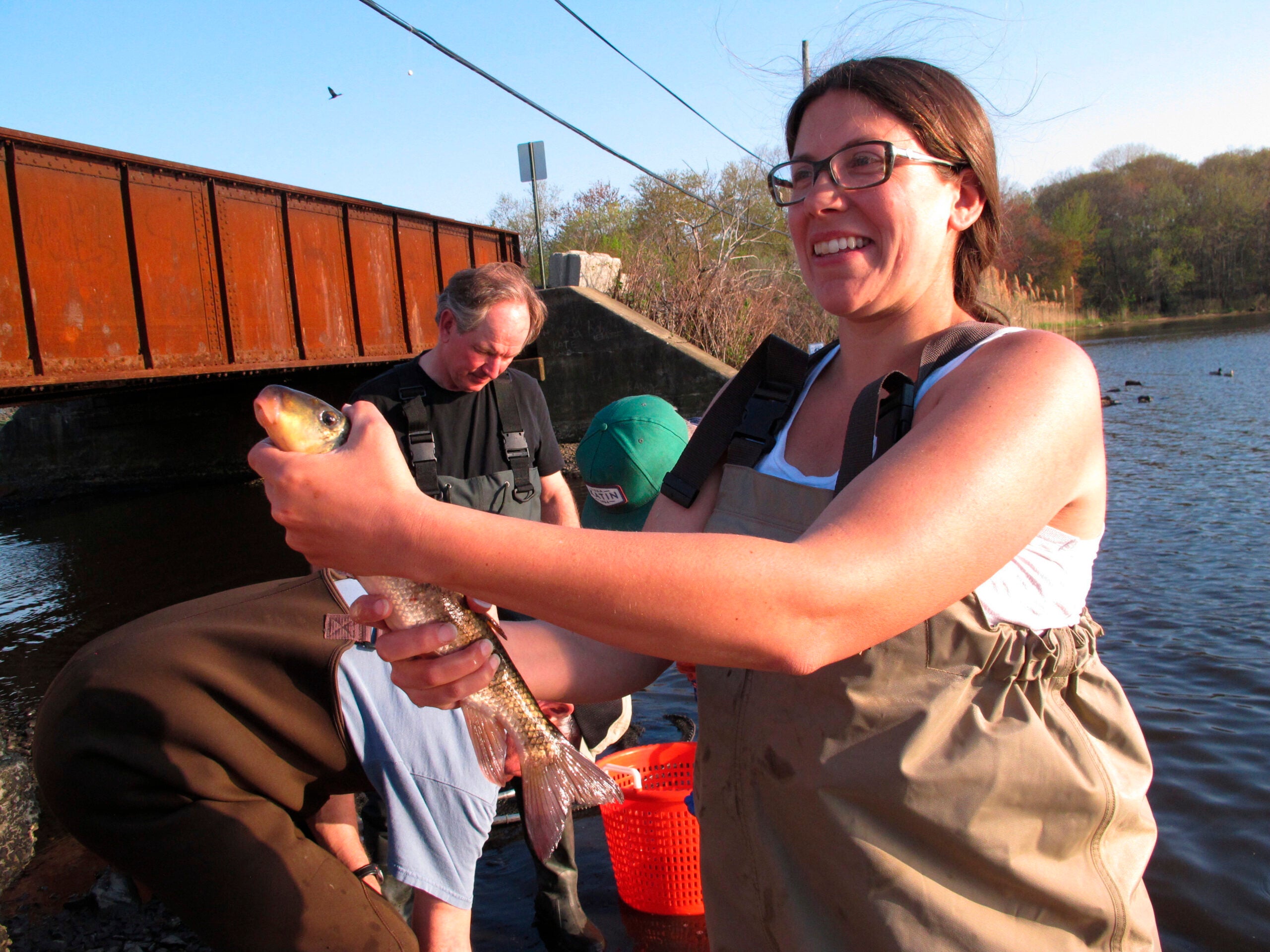 Blockages gone, fish back in post-Sandy projects in Mass., 5 other states
