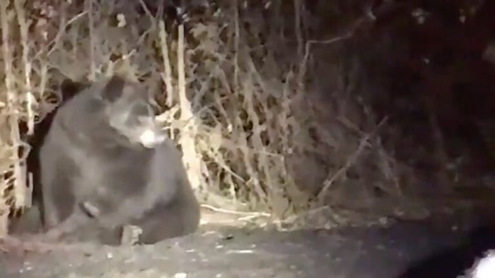 There's a bear in Burlington — and it was spotted again Monday evening